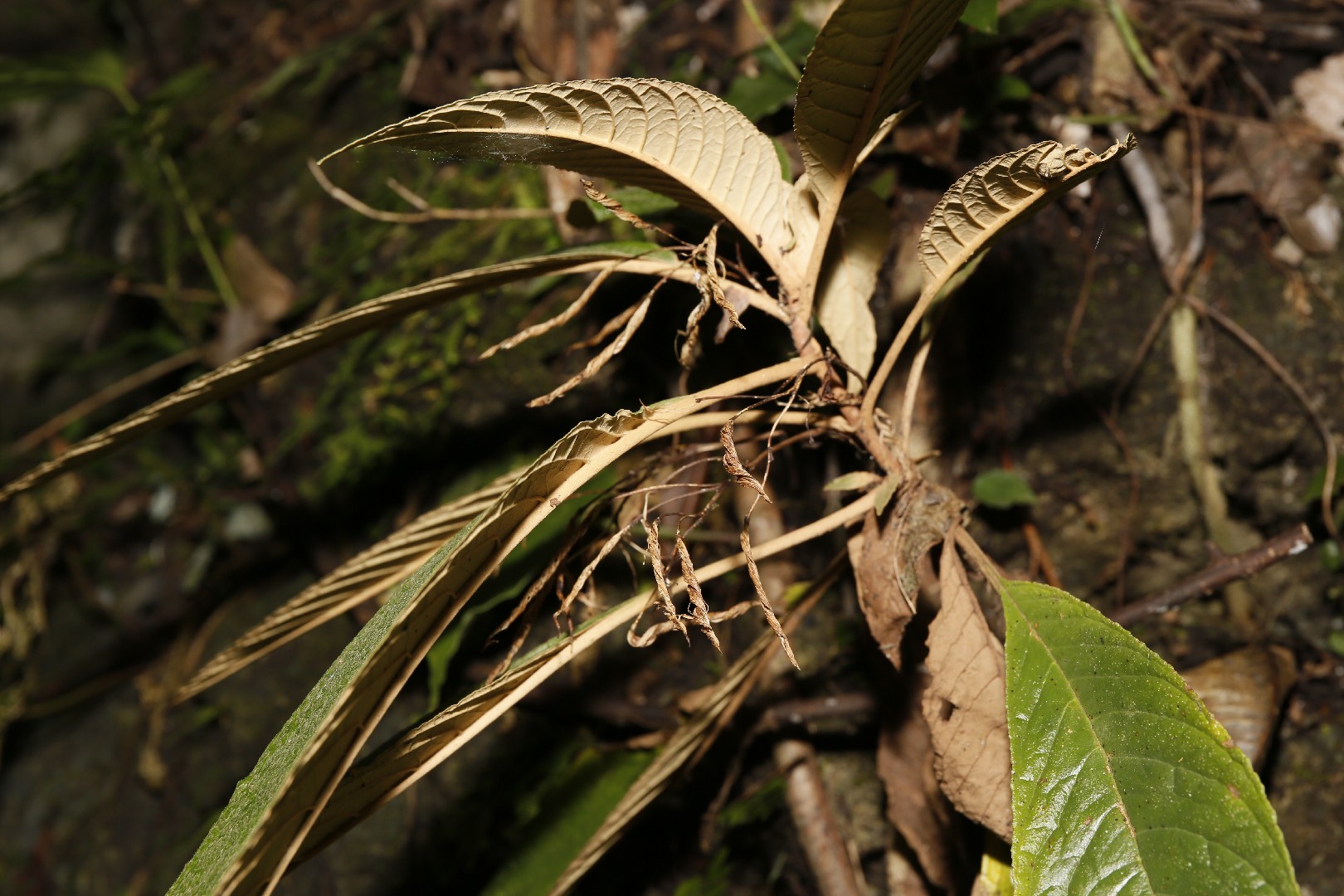 Paraboea sinensis - PictureThis