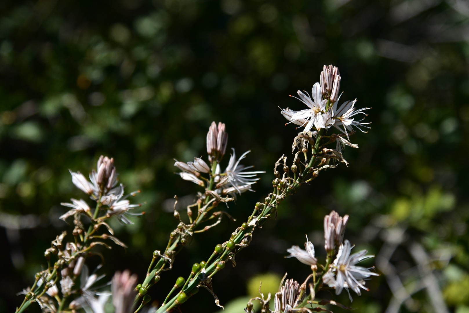 Gamón (Asphodelus ramosus) - PictureThis