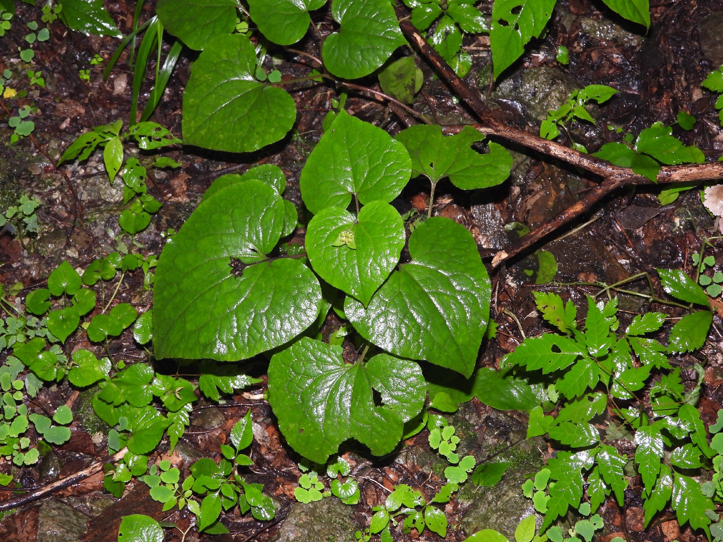 Upright wild ginger (Saruma henryi) Flower, Leaf, Care, Uses - PictureThis