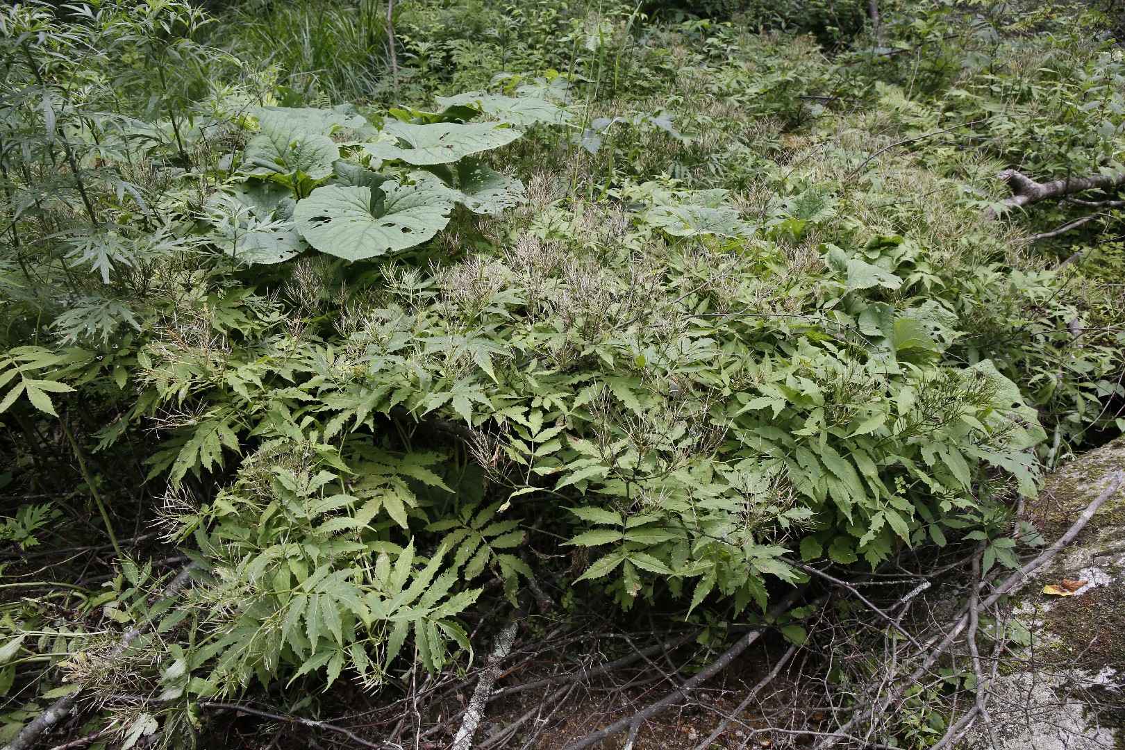 Cardamine macrophylla - PictureThis