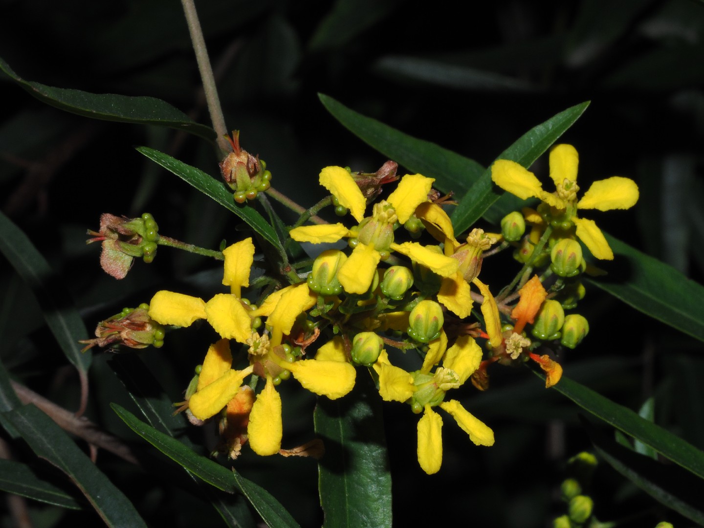 Red wing (Heteropterys glabra) Flower, Leaf, Care, Uses - PictureThis