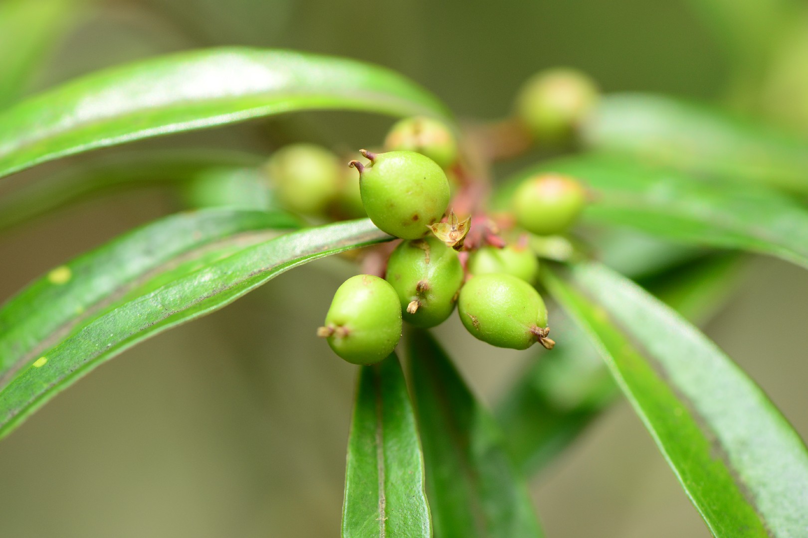 How to Plant and Grow Sarcococca hookeriana(Sarcococca hookeriana)