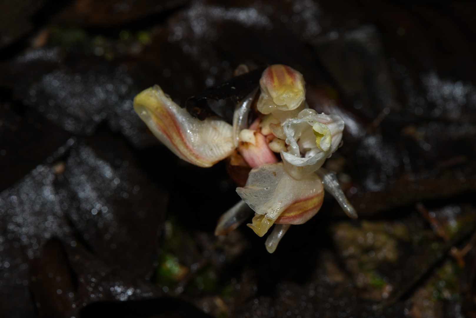 Cardamomo medicinal (Amomum villosum) - PictureThis