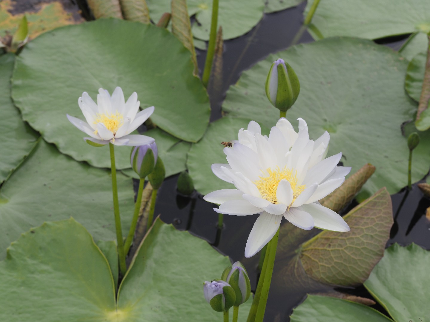 Nymphaea gigantea - PictureThis