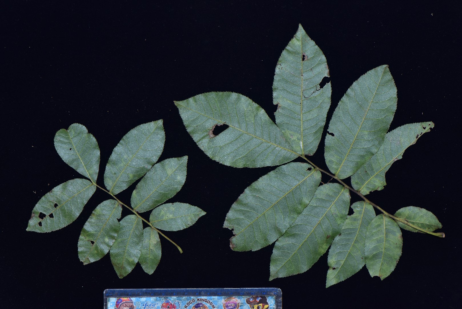 Cyclocarya Paliurus (Cyclocarya paliurus) - PictureThis