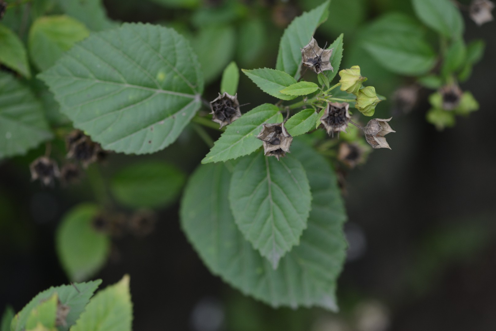 Sida cordifolia - PictureThis