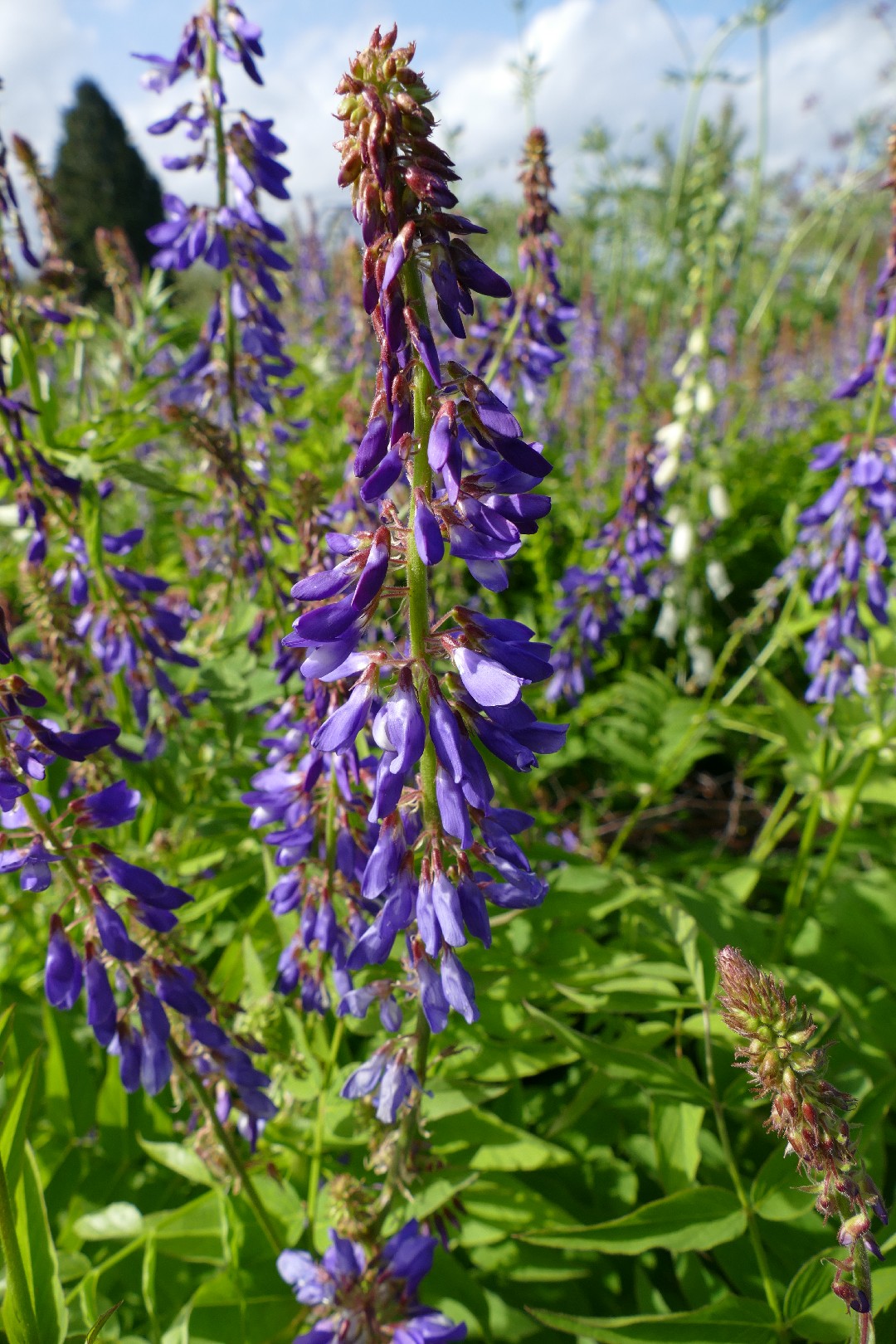 Galega orientalis 照顧，種植，繁殖，開花時間 - PictureThis