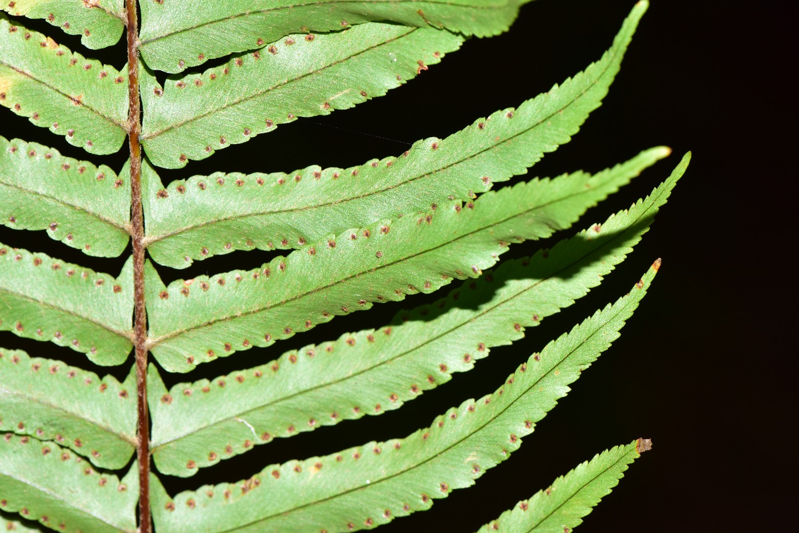 Nephrolepis brownii - PictureThis