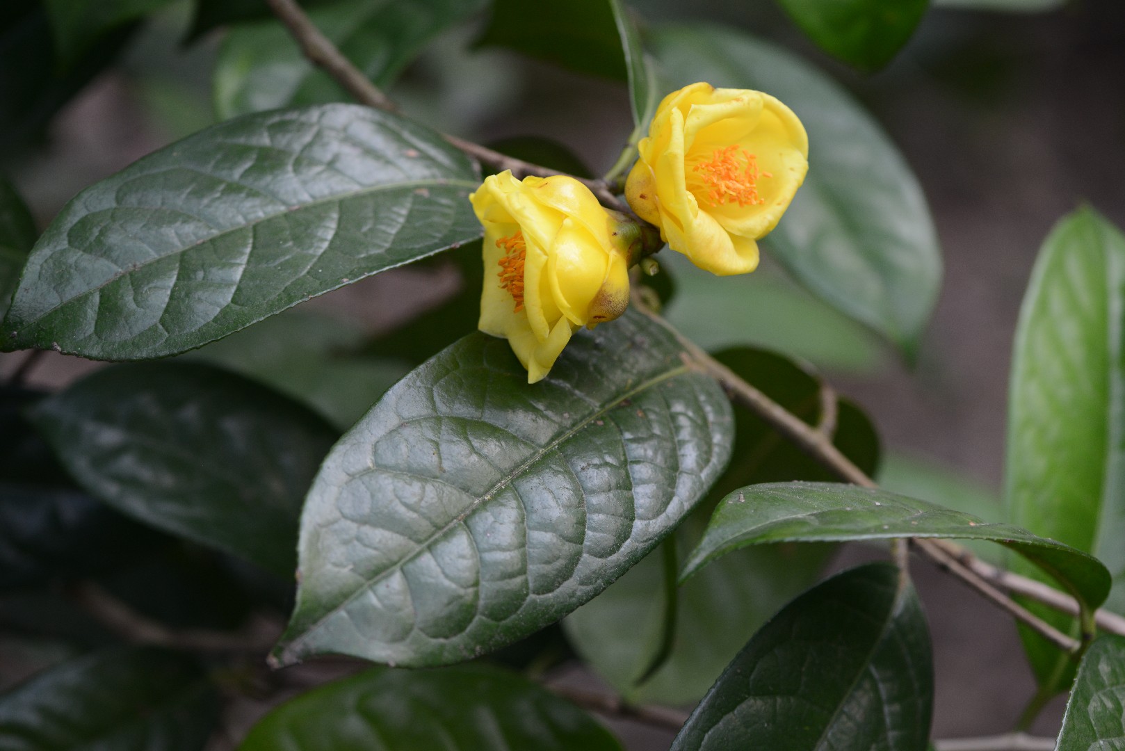 Camellia petelotii - PictureThis