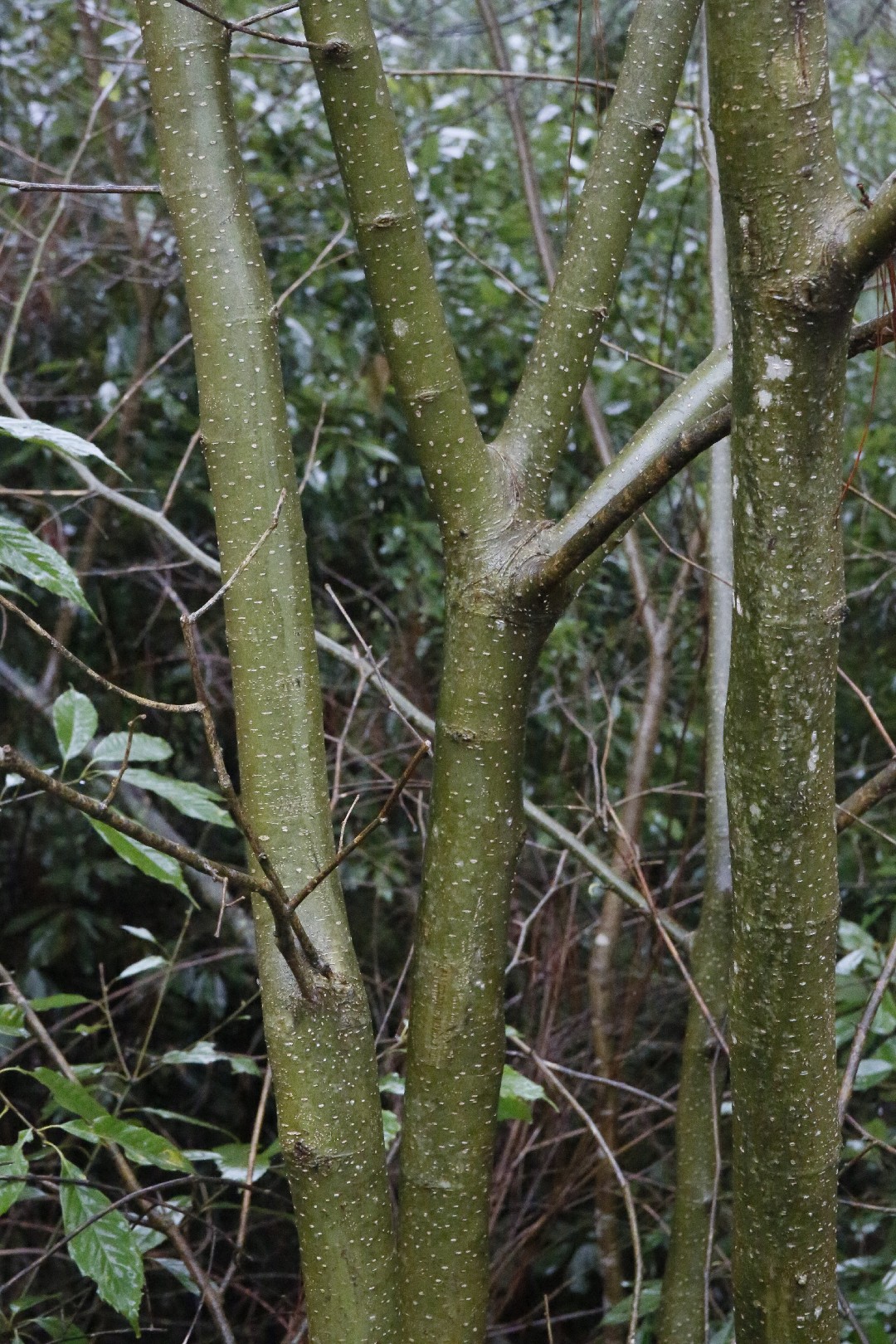 Morus macroura - PictureThis