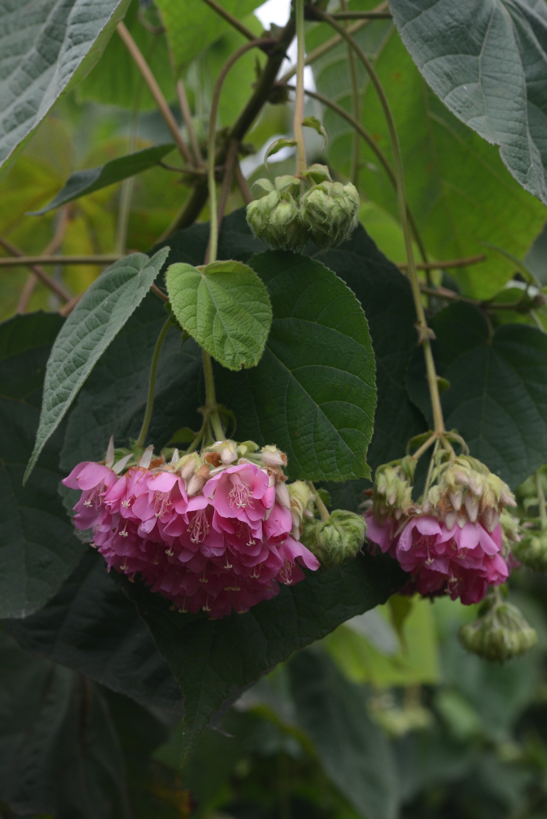 Dombeya acutangula - PictureThis