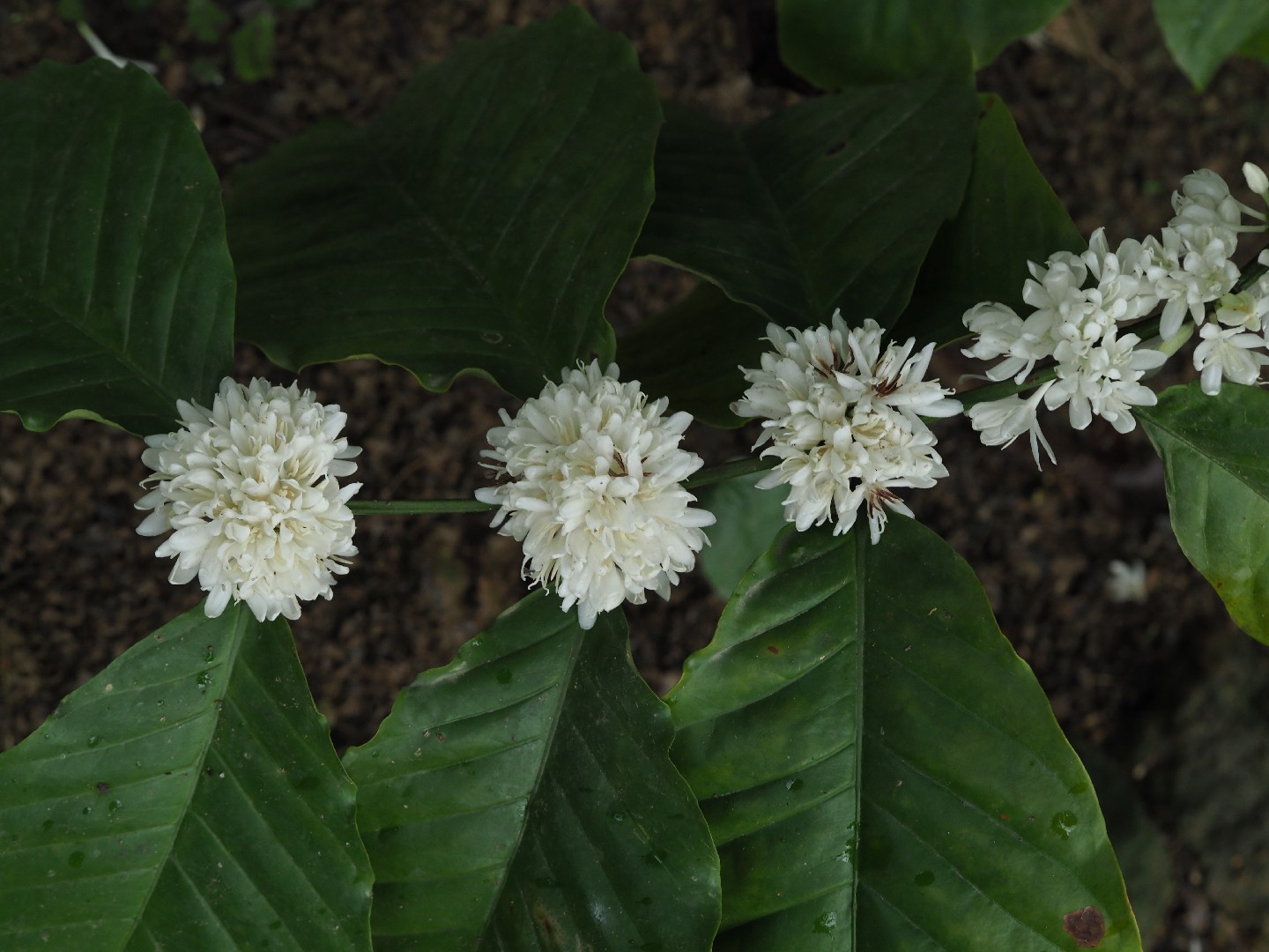 Café robusta (Coffea canephora) - PictureThis