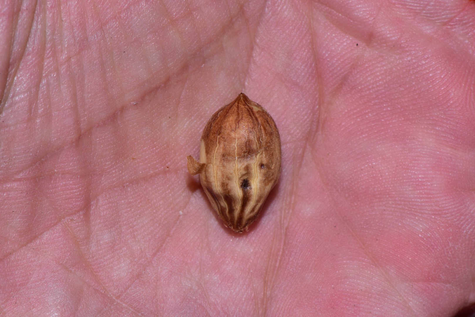 Quercus aliena - PictureThis