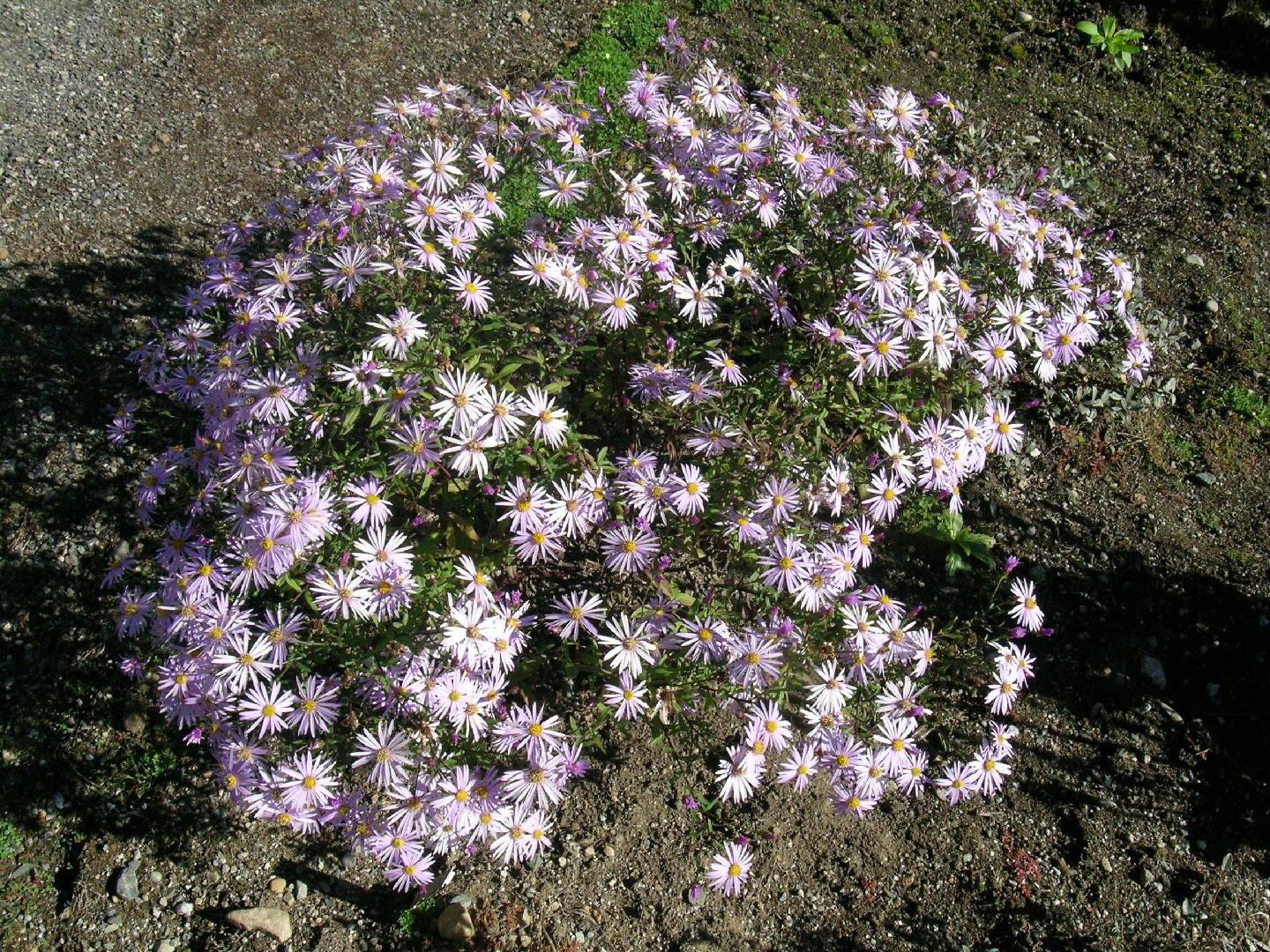 참취속 (Aster) - PictureThis