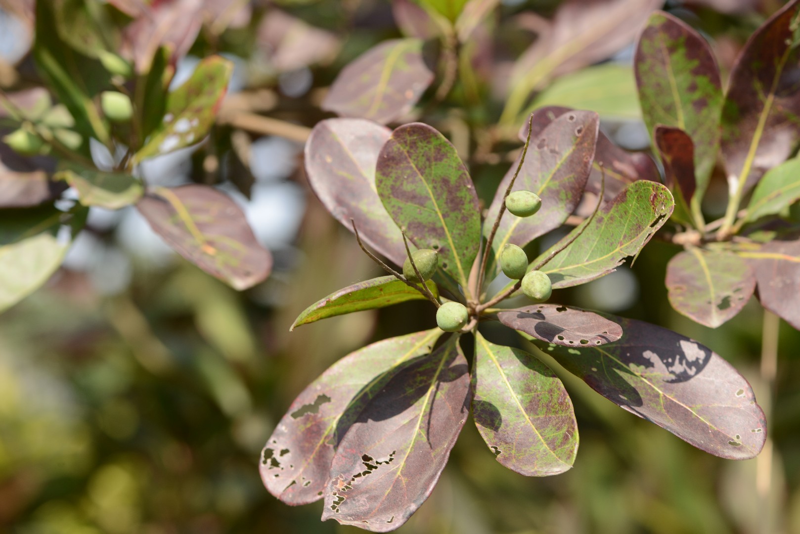 Terminalia muelleri - PictureThis