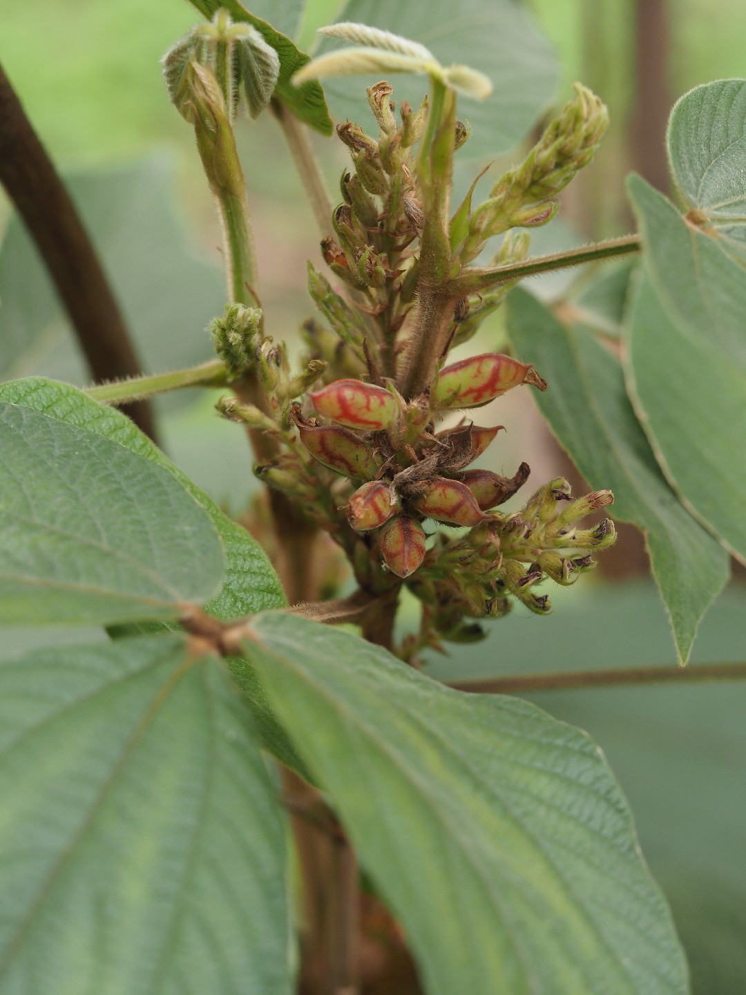 Flemingia macrophylla - PictureThis