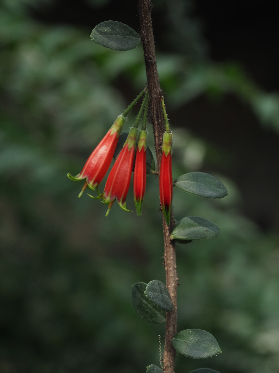 How to Plant and Grow Agapetes lacei(Agapetes lacei)