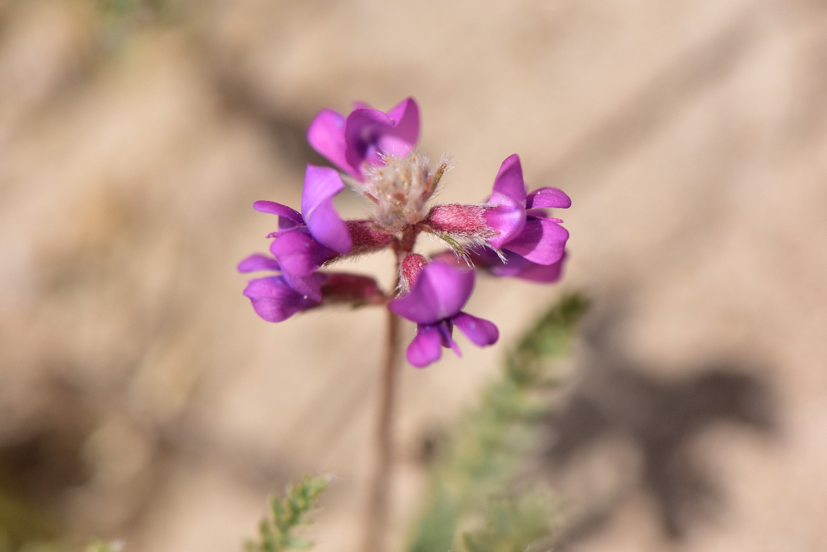 Locoweeds (Oxytropis) Flower, Leaf, Care, Uses - PictureThis