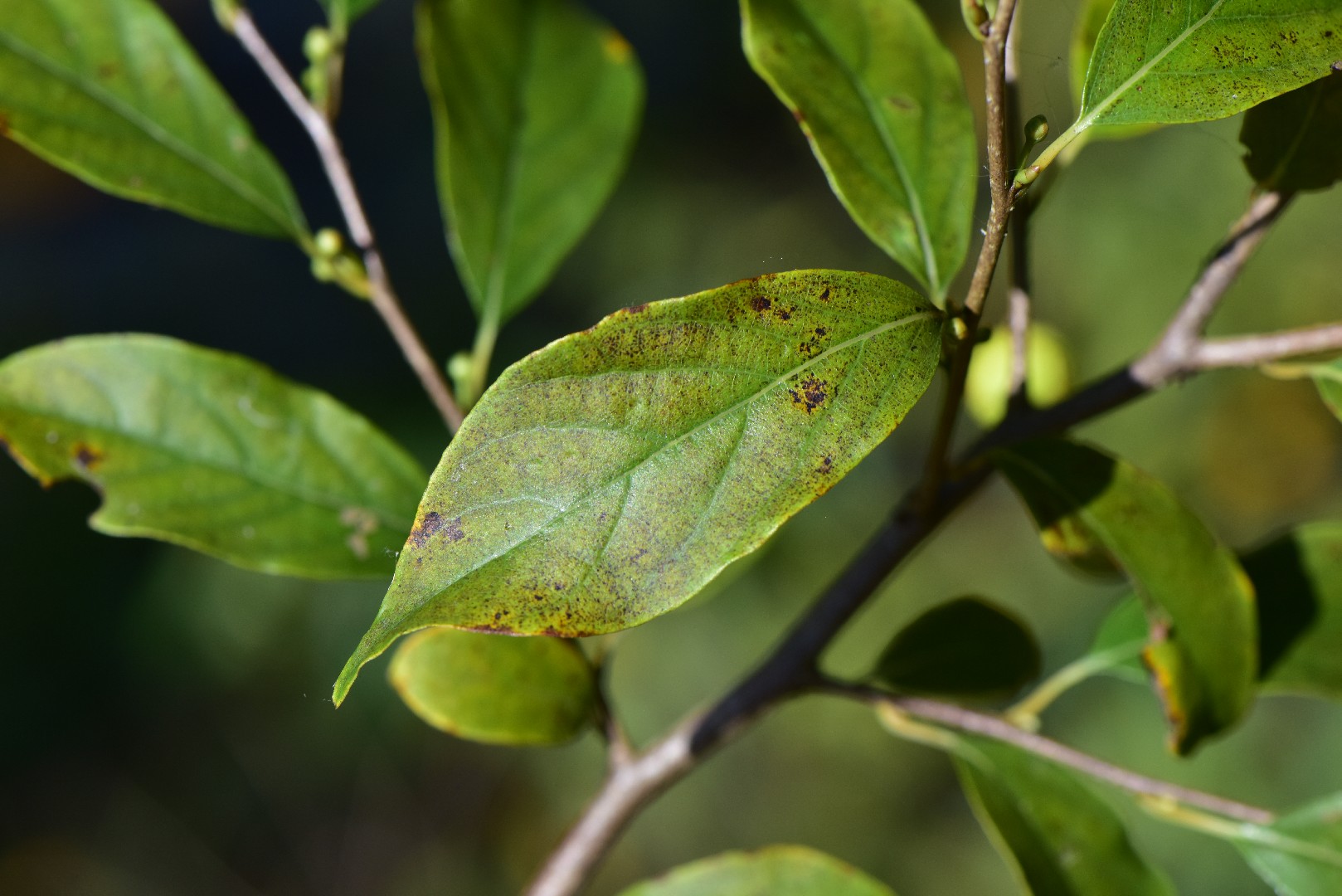 Lindera praecox - PictureThis