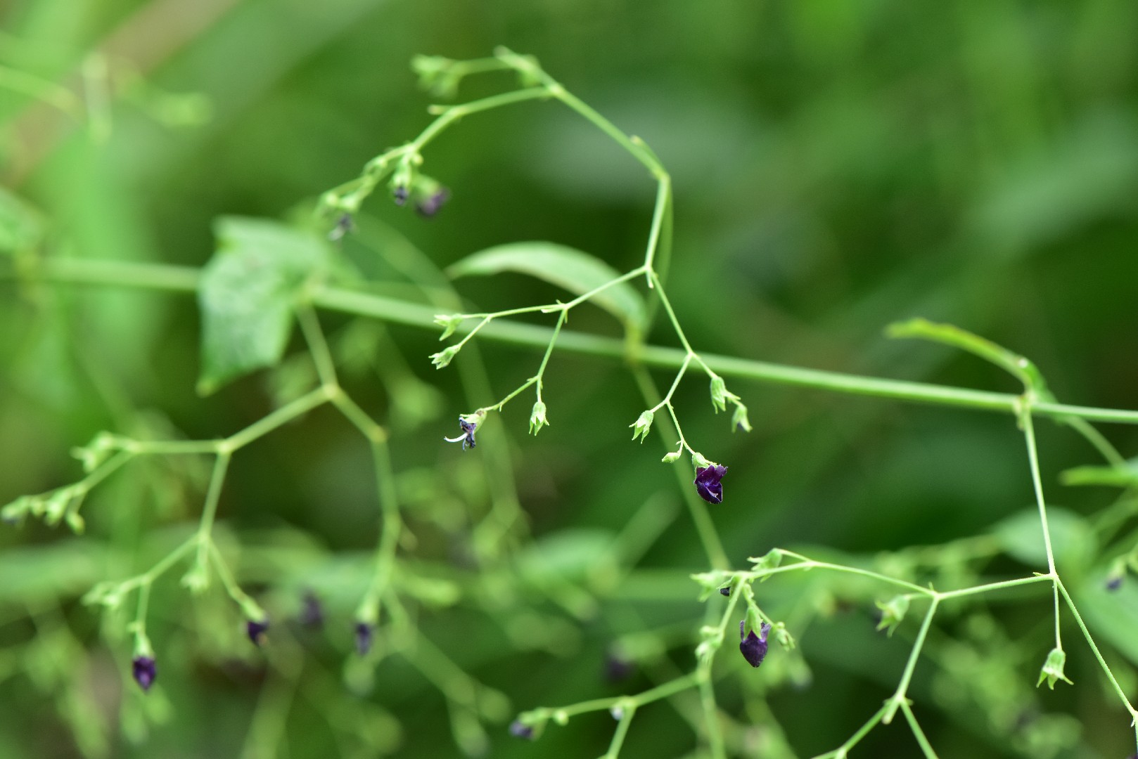 Isodon - PictureThis