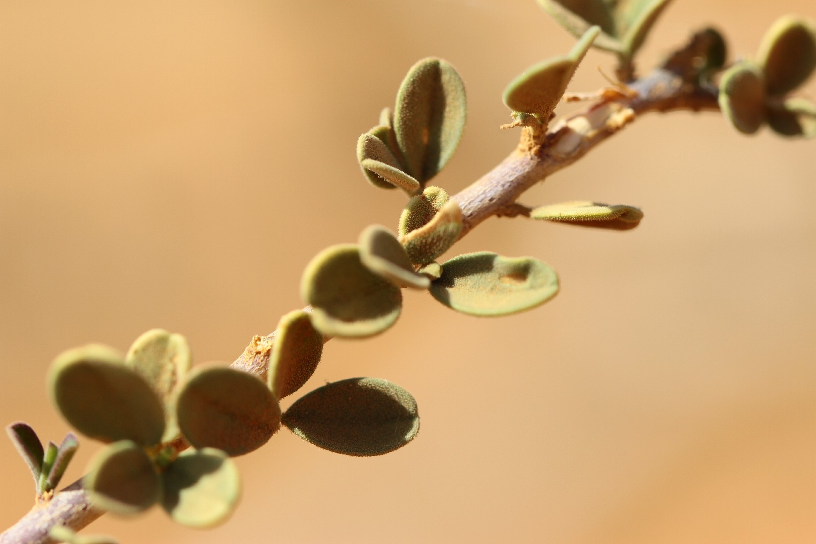 Maerua crassifolia - PictureThis