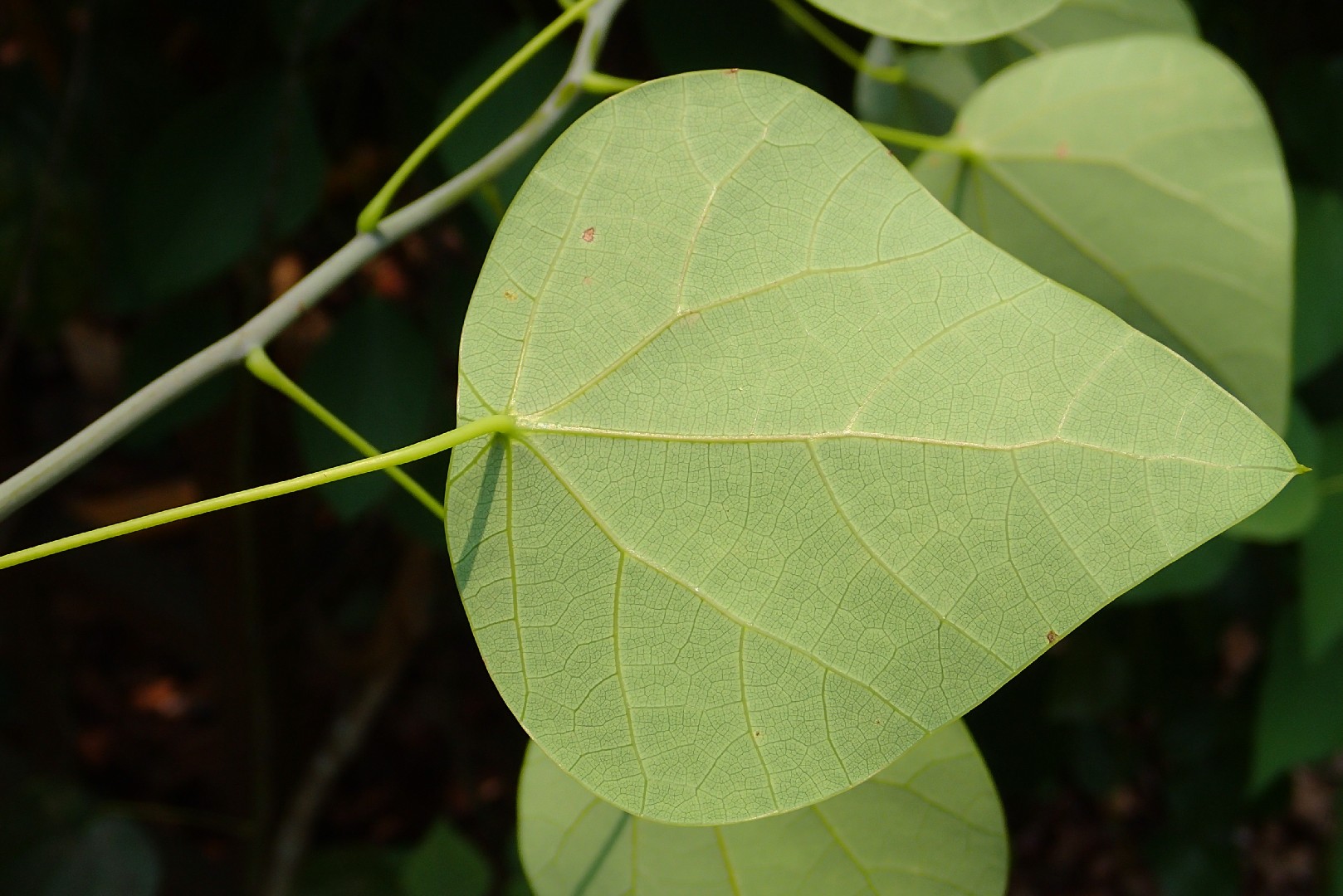 Glaucous diploclisia (Diploclisia glaucescens) Flower, Leaf, Care, Uses ...