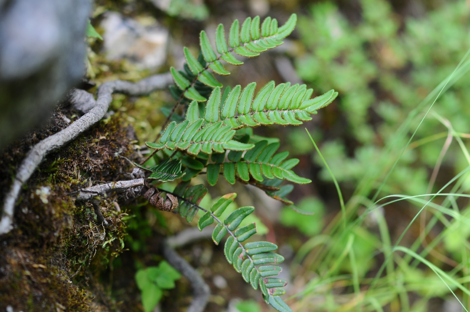 Paragymnopteris delavayi Care (Watering, Fertilize, Pruning ...