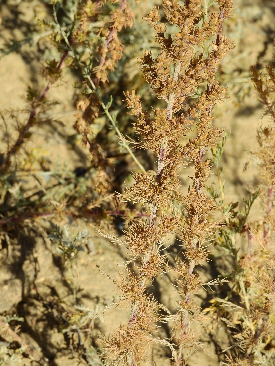 Neopallasia pectinata - PictureThis