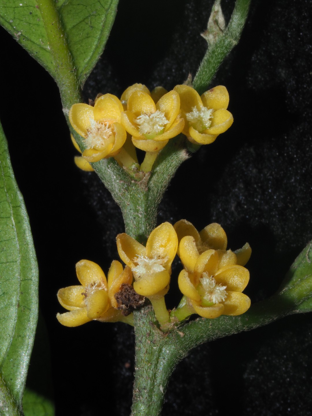 Microdesmis (Microdesmis) Flower, Leaf, Care, Uses - PictureThis