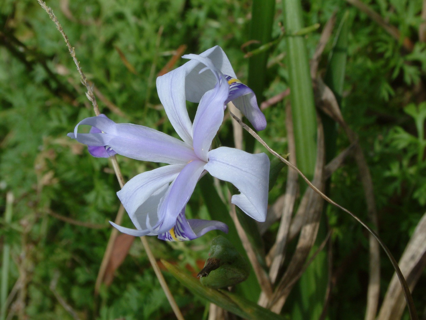 Irises Care (Watering, Fertilize, Pruning, Propagation) - PictureThis