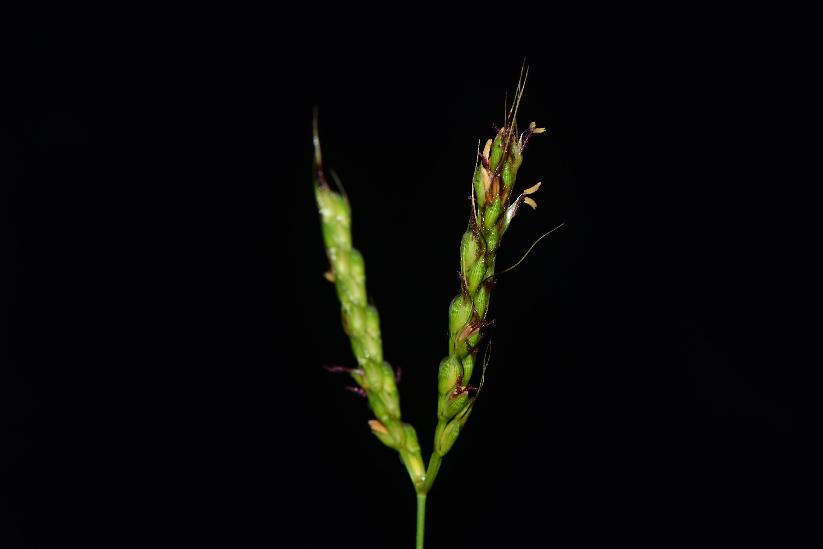Pasto ratana (Ischaemum ciliare) - PictureThis