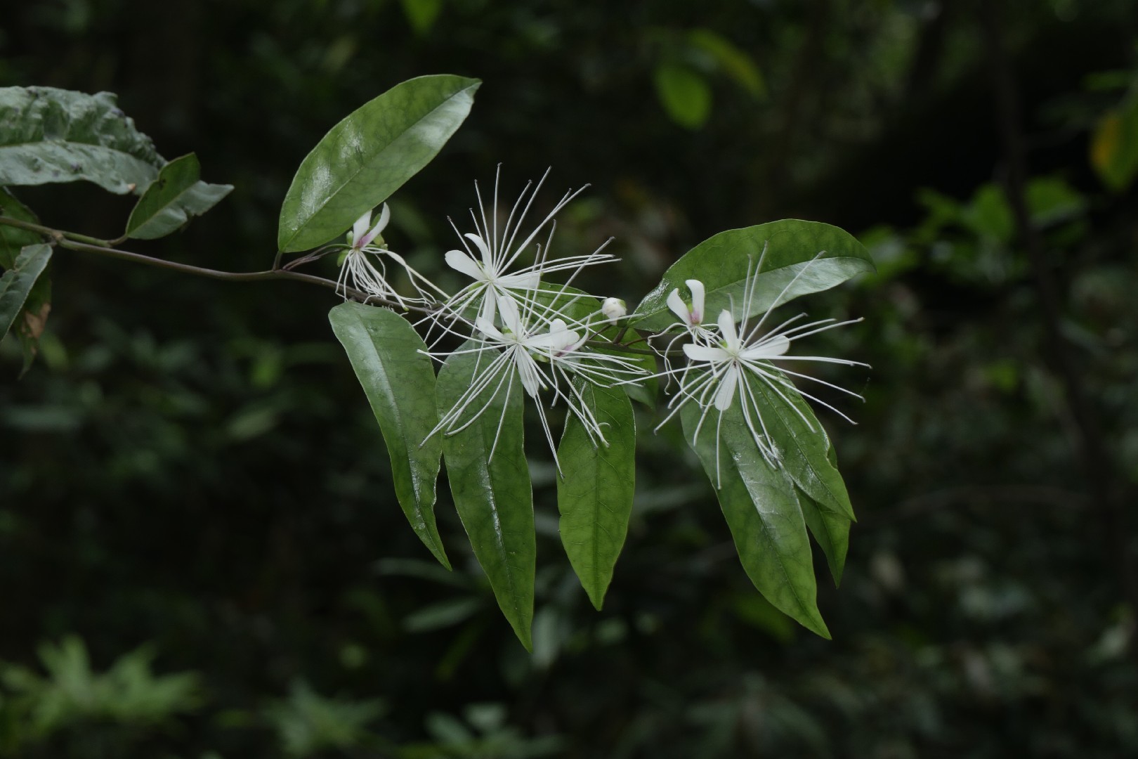 Capparis acutifolia - PictureThis