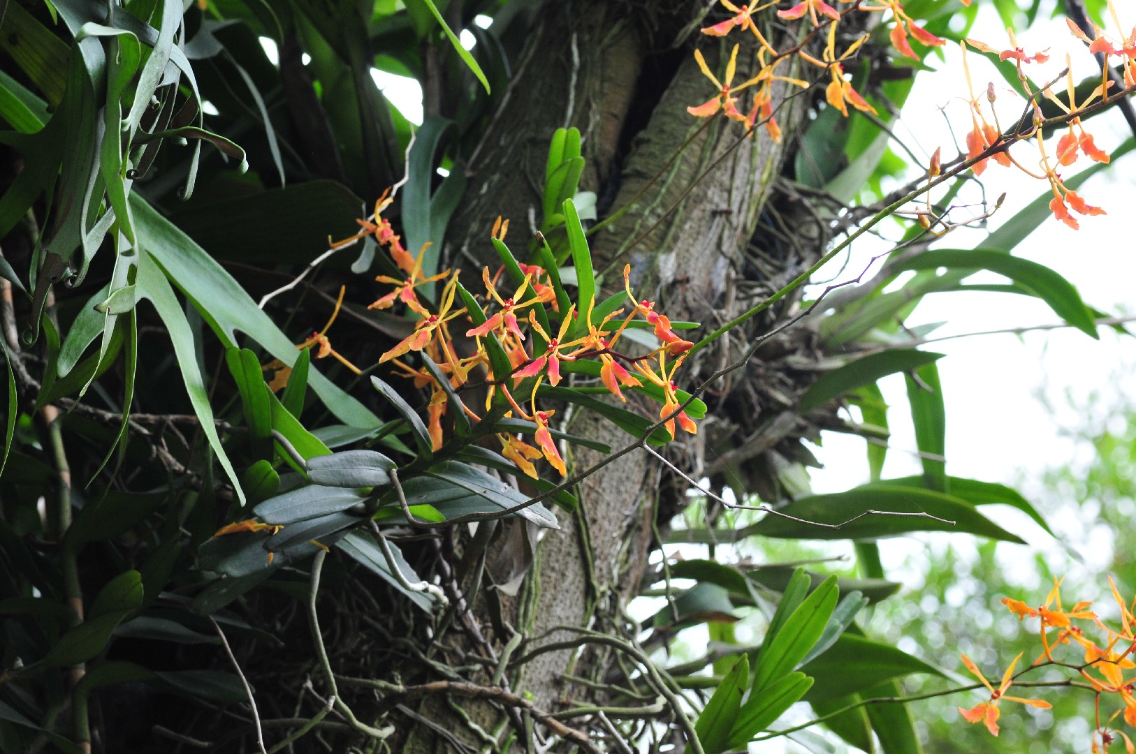 Ren (Renanthera) Flower, Leaf, Care, Uses - PictureThis