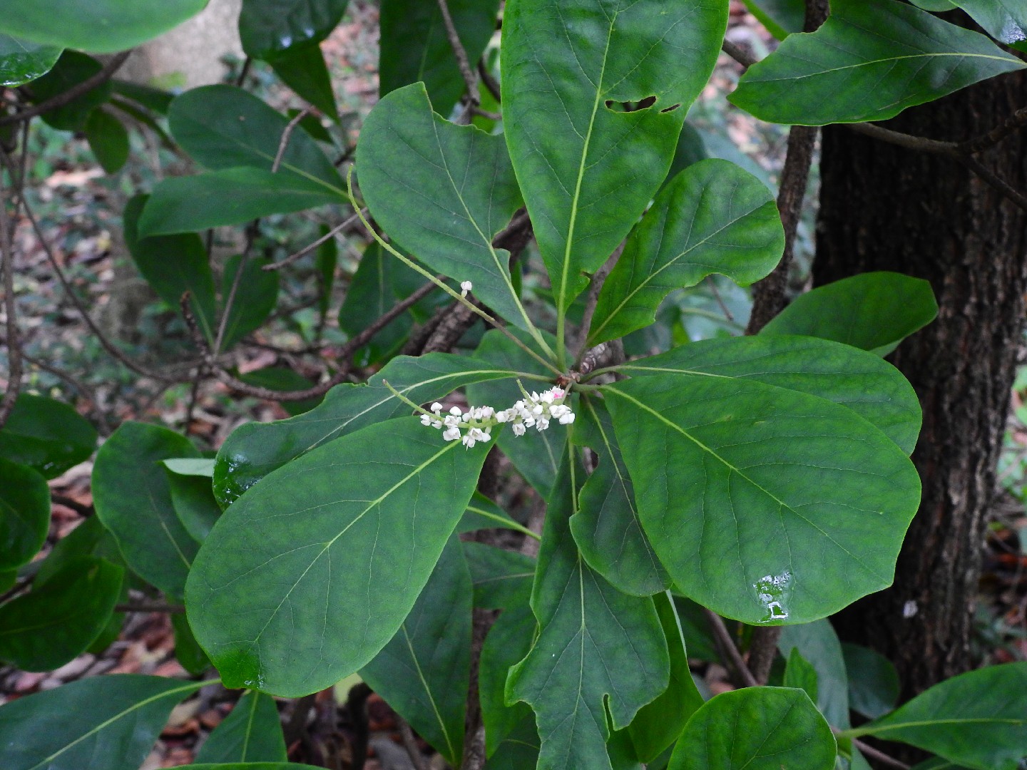Terminalia muelleri - PictureThis