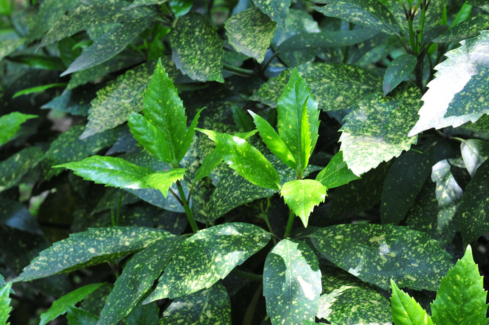 Aucuba japonica var. japonica - PictureThis