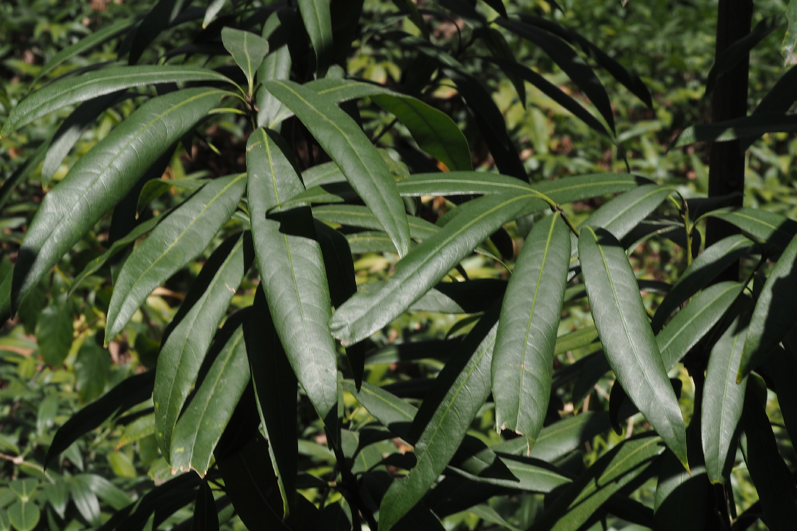 Lithocarpus henryi - PictureThis
