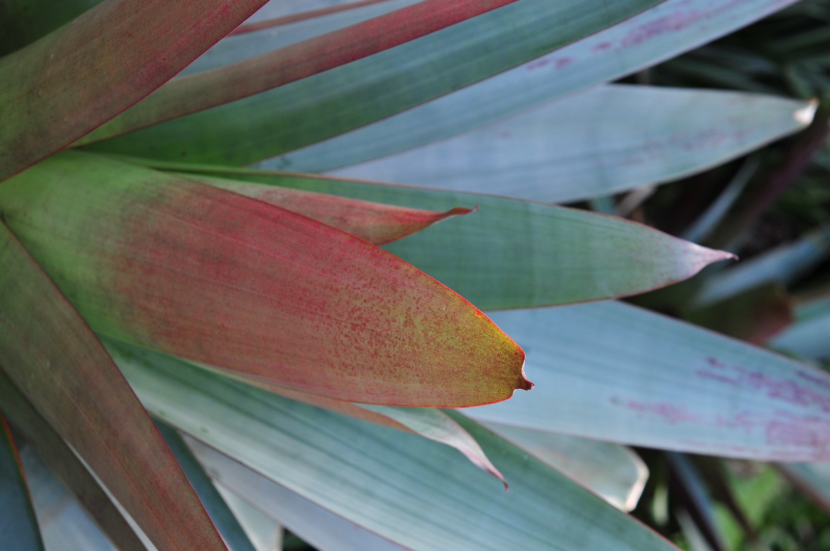 Imperial bromeliad (Alcantarea imperialis) Flower, Leaf, Care, Uses ...
