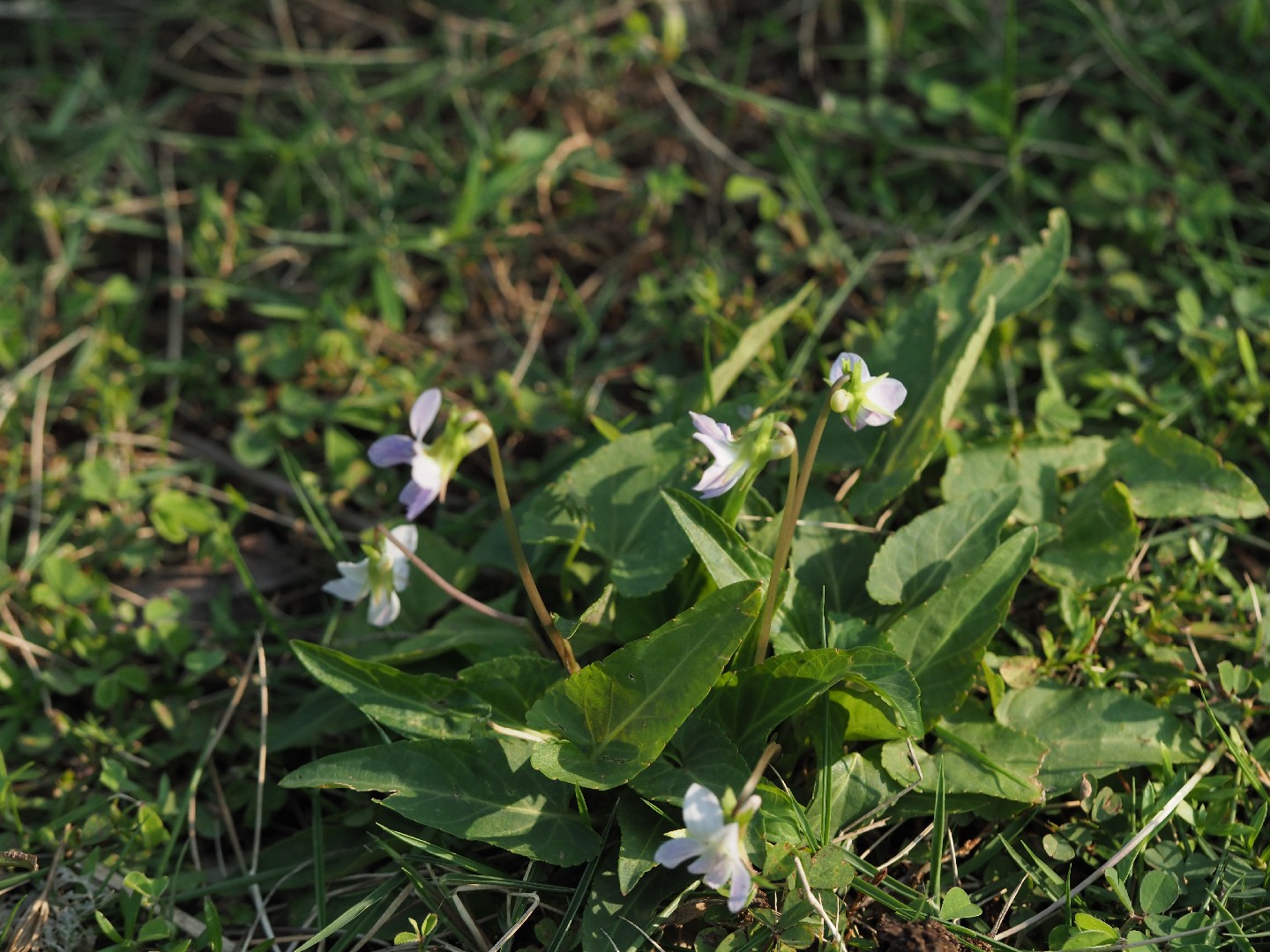 ヒメスミレ（姫菫） (Viola inconspicua) 花言葉，毒性，よくある質問 - PictureThis