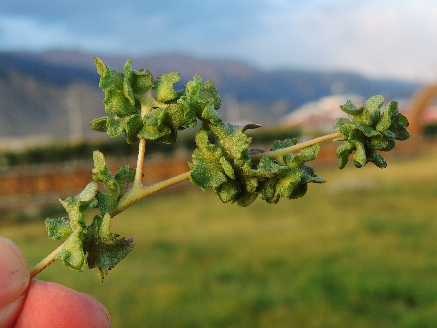 Atriplex sibirica - PictureThis