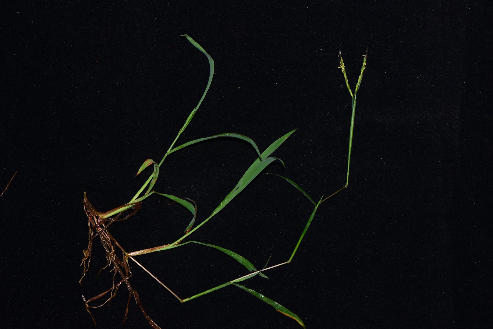 Pasto ratana (Ischaemum ciliare) - PictureThis