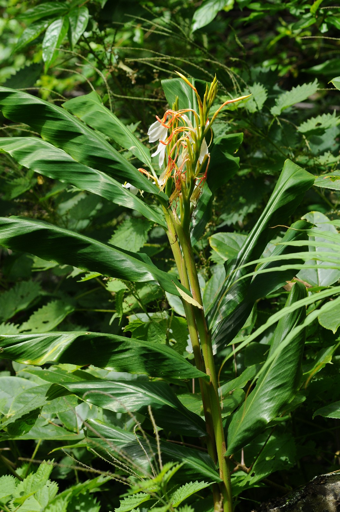 Hedychium spicatum - PictureThis