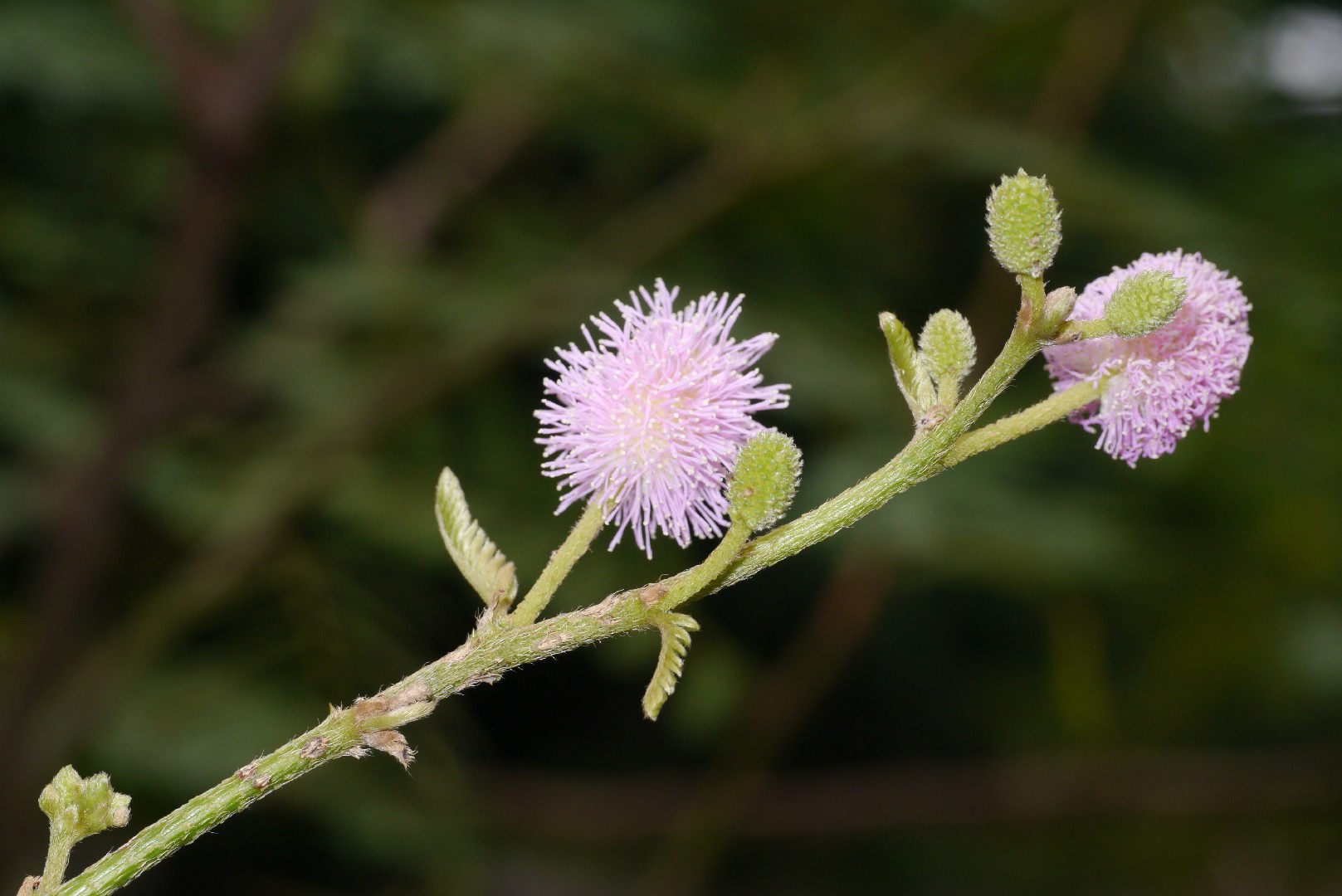 Mimosa pigra - PictureThis