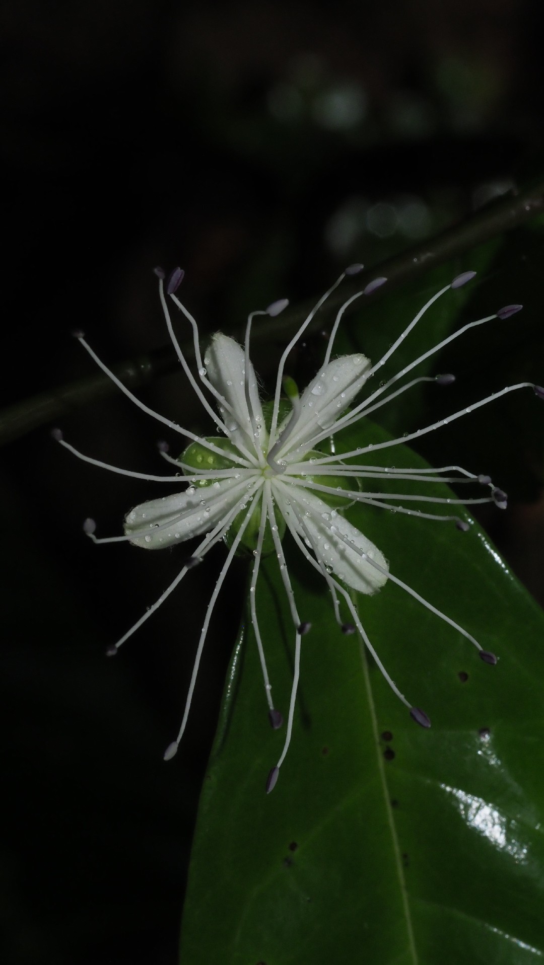 Capparis acutifolia - PictureThis