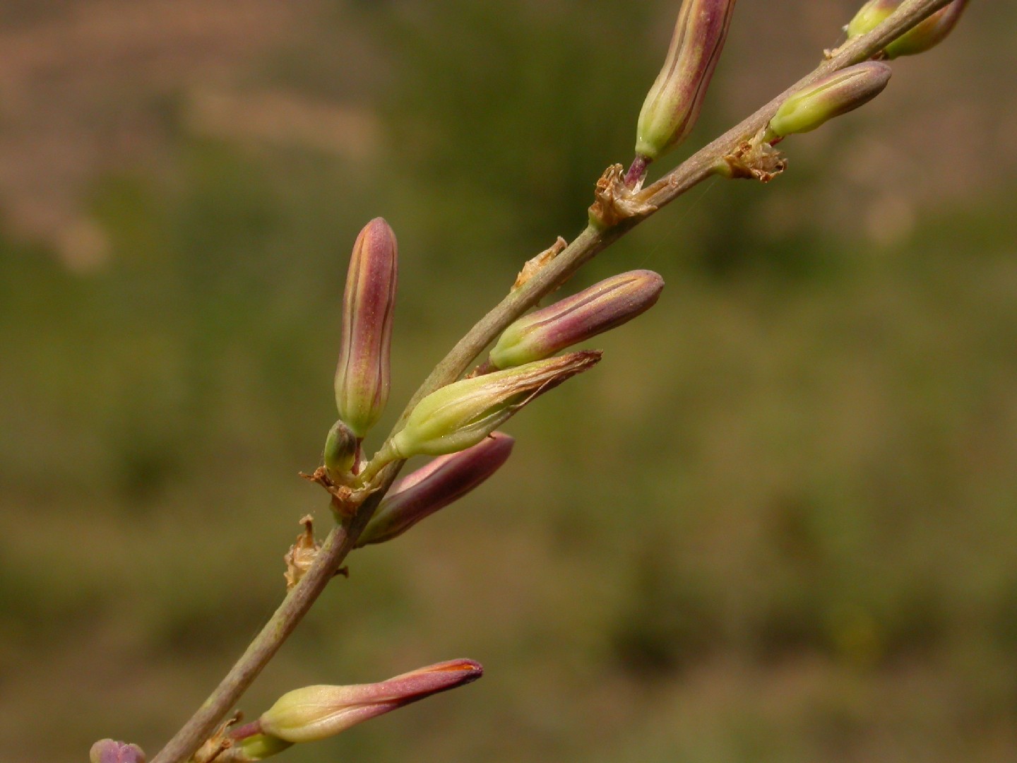 How to Plant and Grow Common anemarrhena(Anemarrhena asphodeloides)