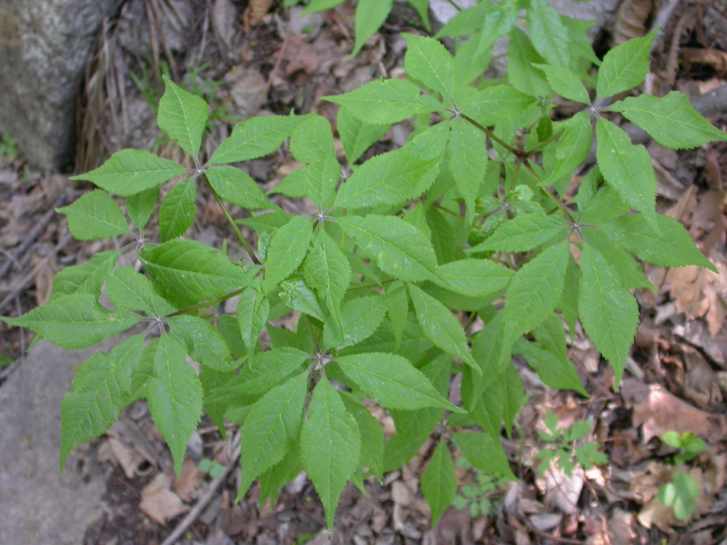 Ginseng siberiano (Eleutherococcus senticosus) - PictureThis