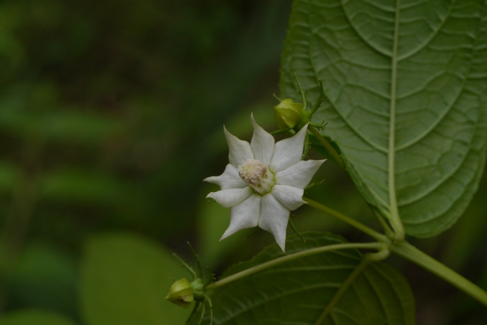 Longleaf campanumoea (Cyclocodon lancifolius) Flower, Leaf, Care, Uses ...