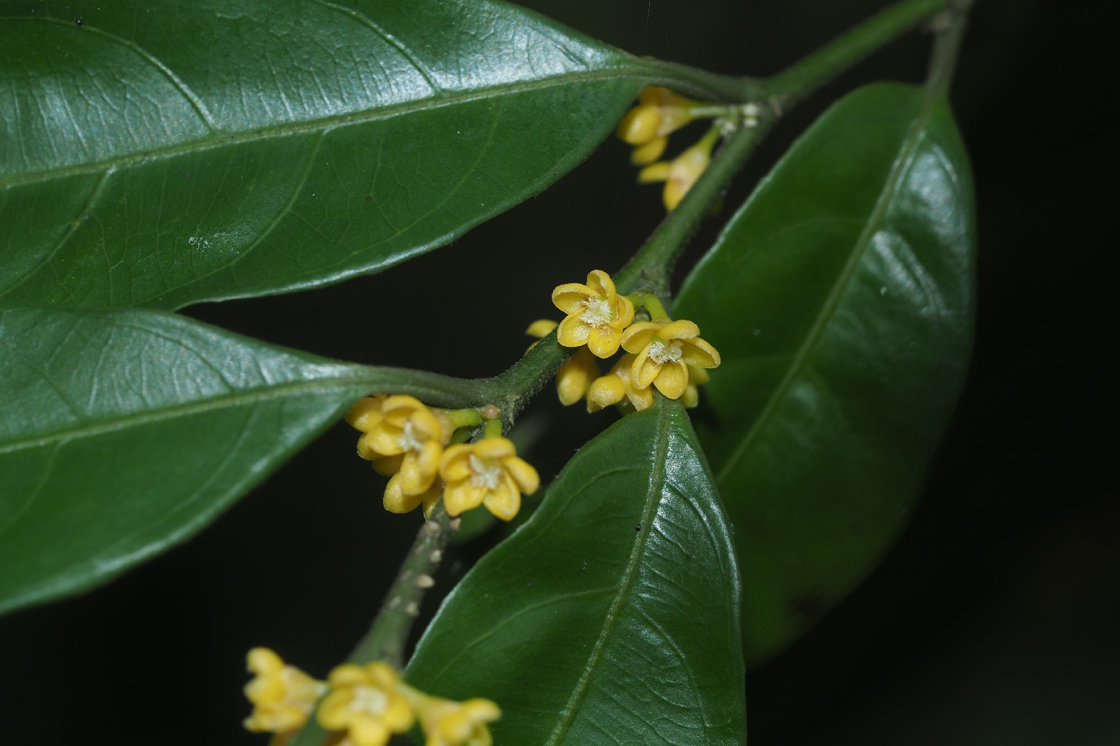 Микродесмис казеарифолия (Microdesmis caseariifolia) - PictureThis