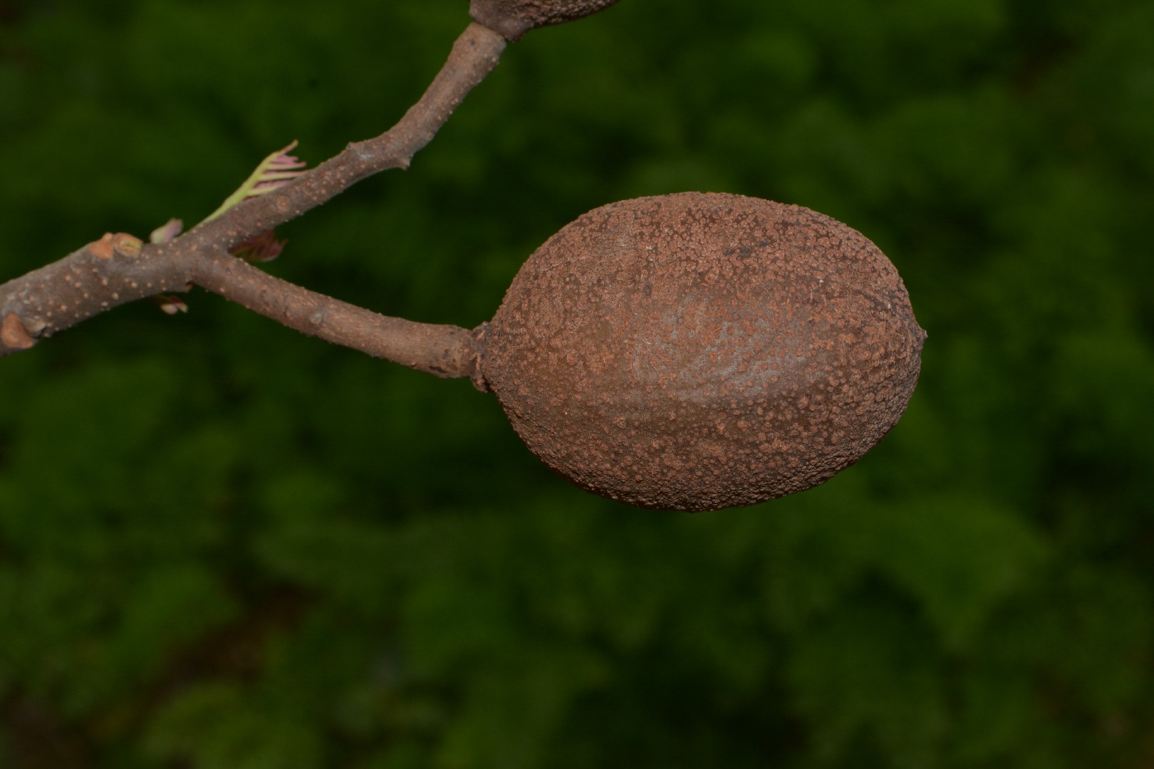 Chukrasia tabularis - PictureThis