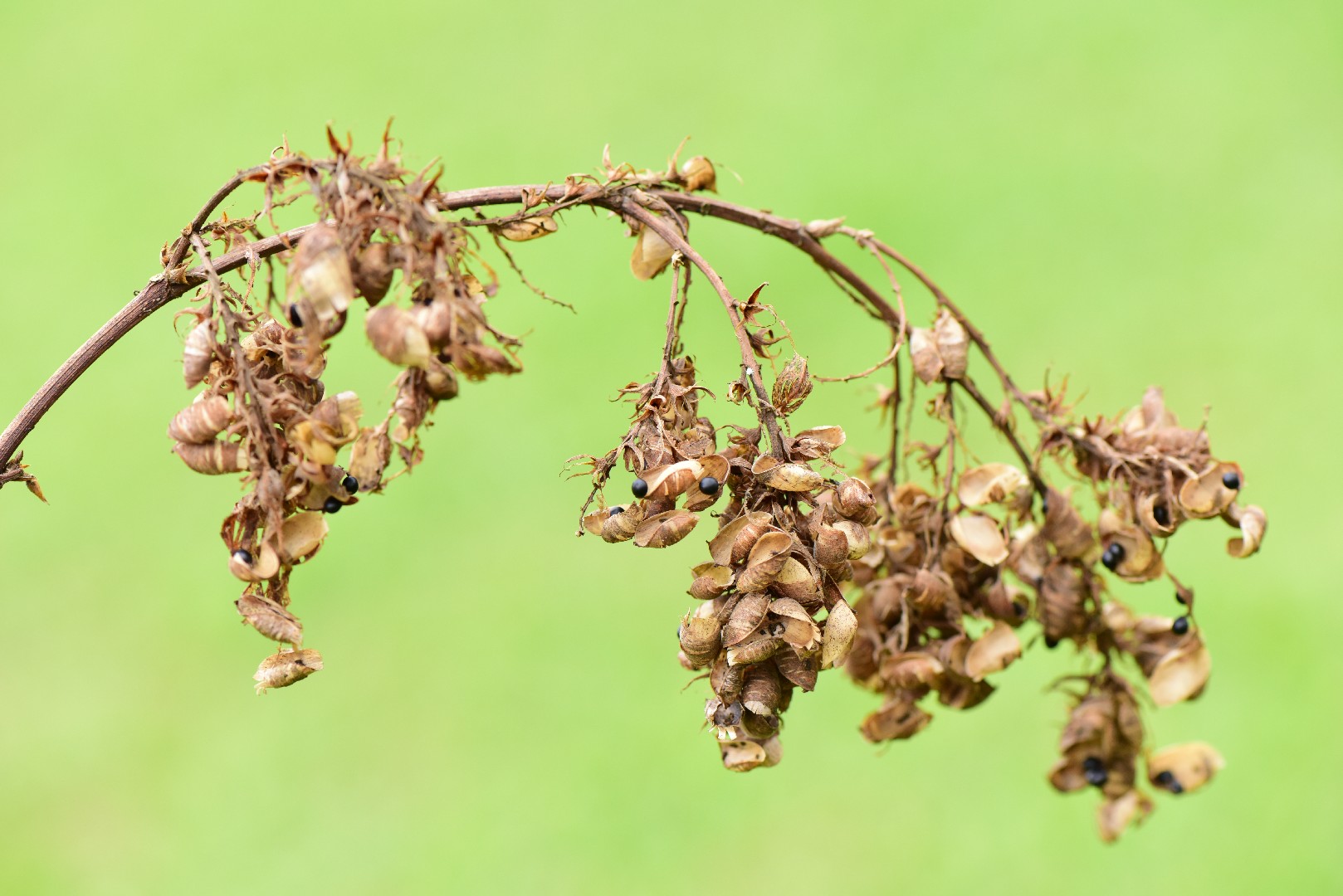 Flemingia macrophylla - PictureThis