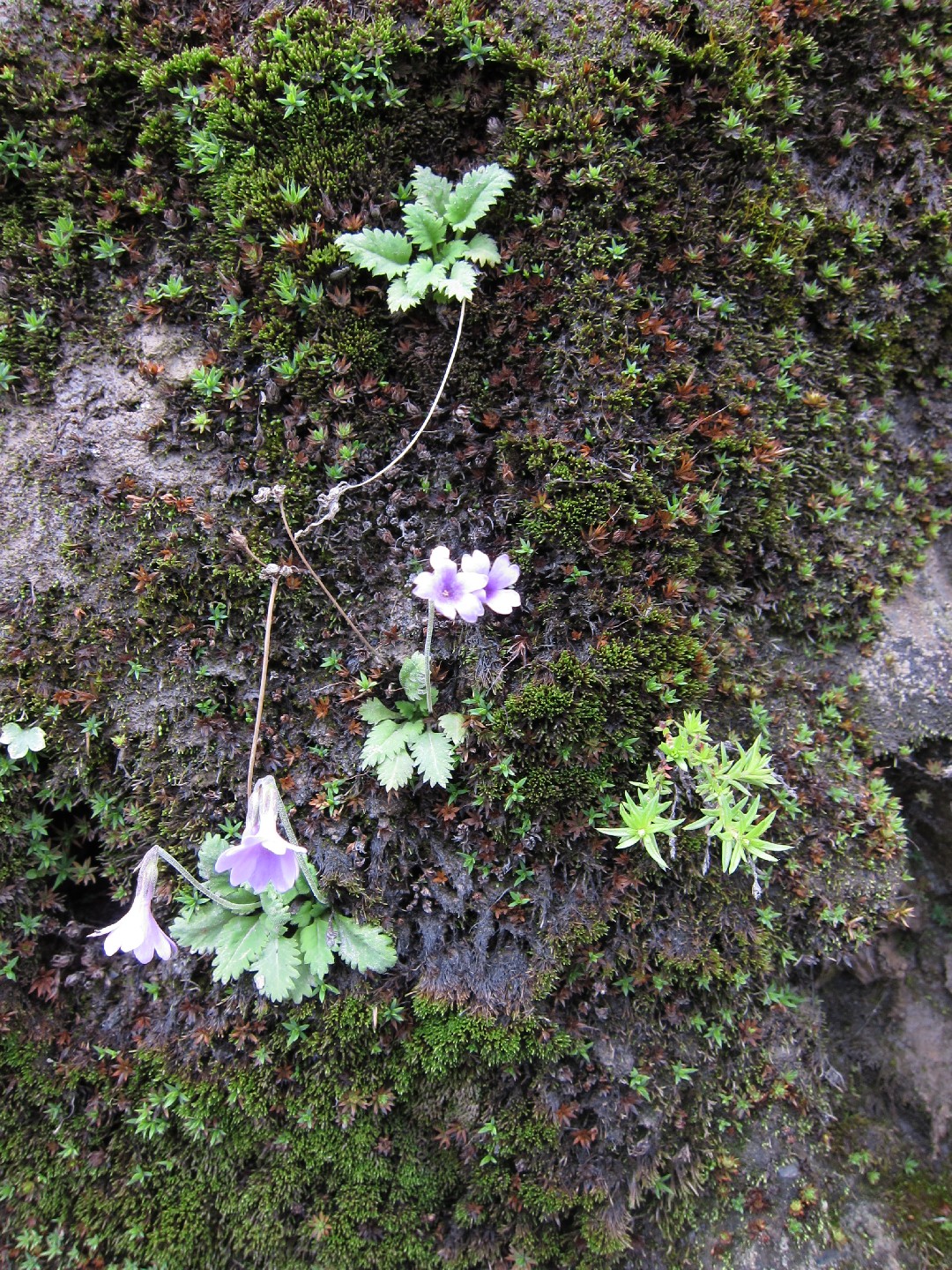 Primula blinii - PictureThis